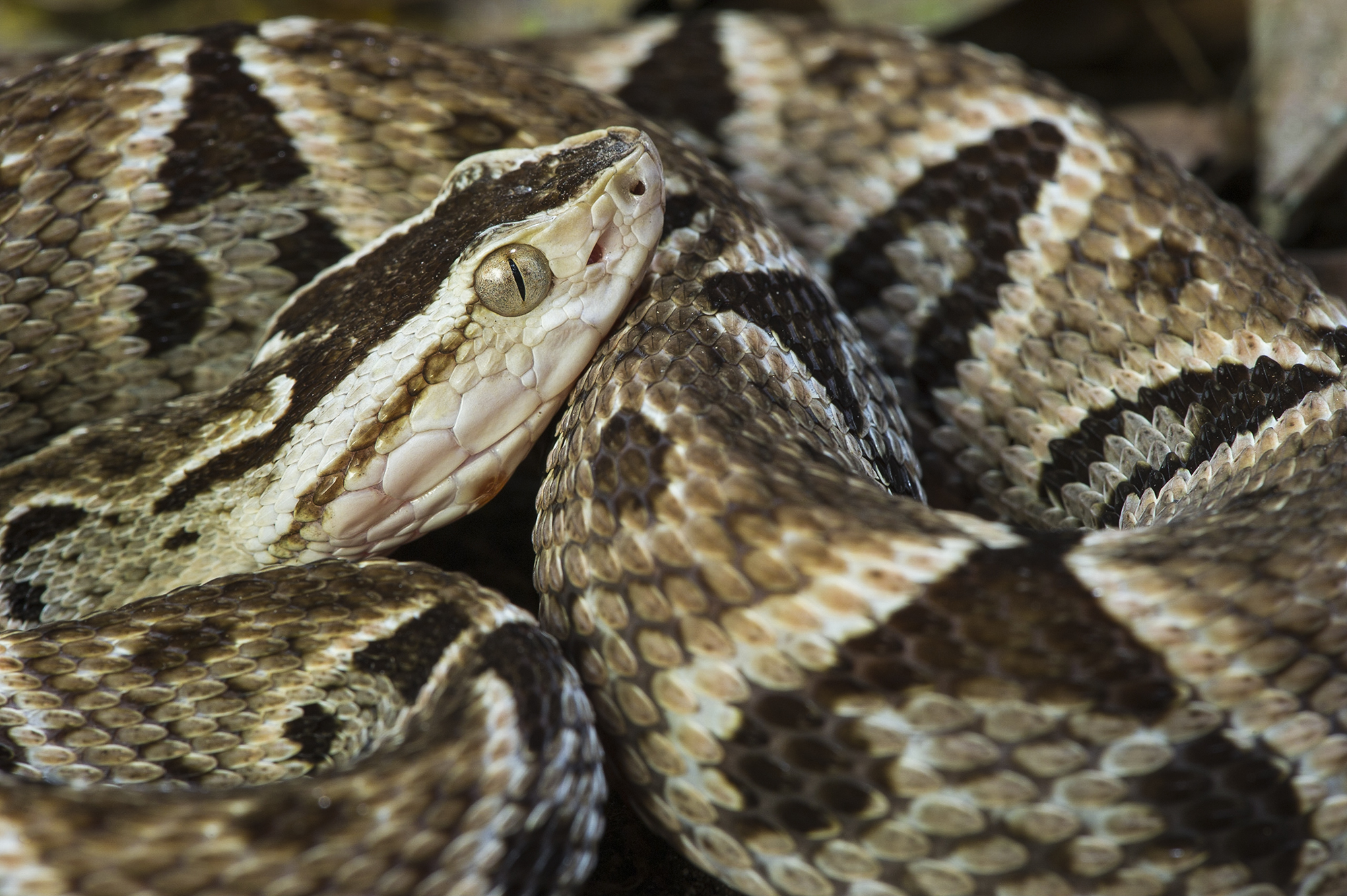 Terciopelo (Bothrops asper)ECUADORVivarium ID # 3386Captive – Vivarium ...