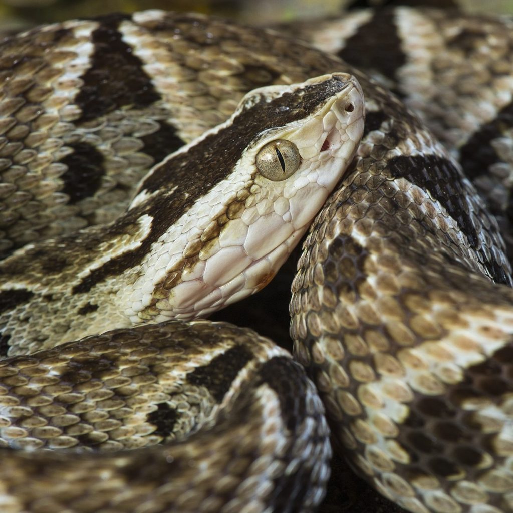 Apadrinamientos – Vivarium de Quito